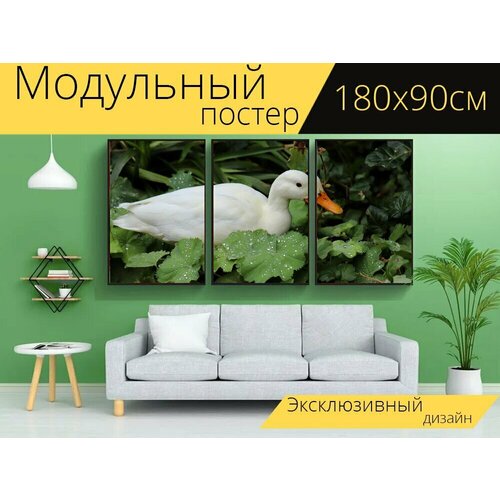 Модульный постер "Утка, кряква, белый" 180 x 90 см. для интерьера
