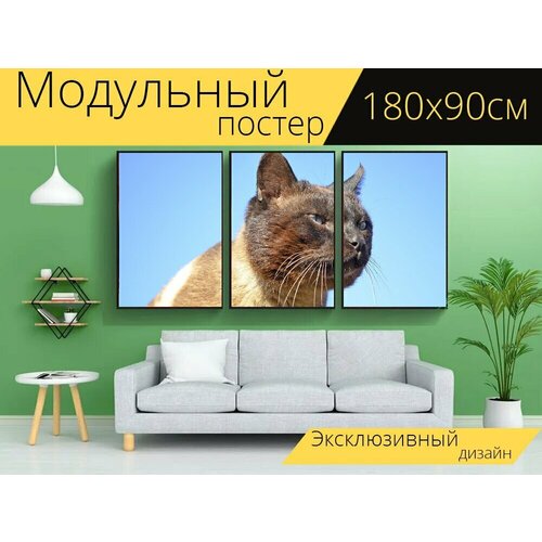 Модульный постер "Сиамский кот, хозяин, кот" 180 x 90 см. для интерьера