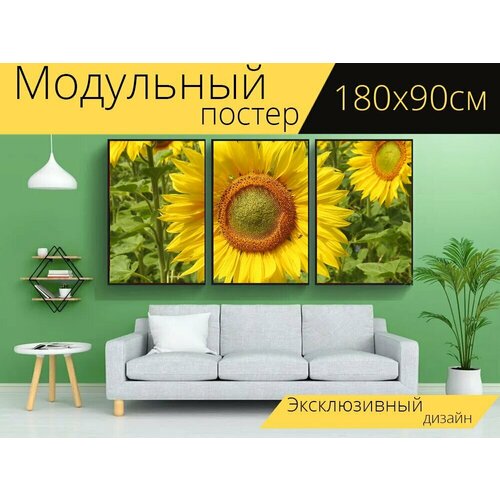 Модульный постер "Подсолнухи, цвести, желтый" 180 x 90 см. для интерьера
