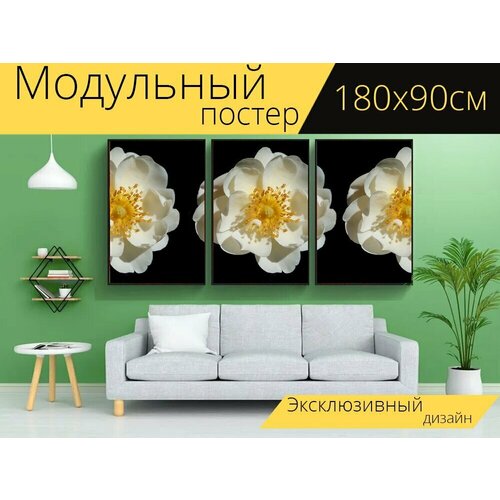 Модульный постер "Цветы, белый, розы" 180 x 90 см. для интерьера