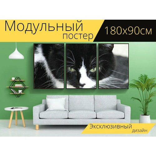 Модульный постер "Домашняя кошка, чернобелый, кот" 180 x 90 см. для интерьера