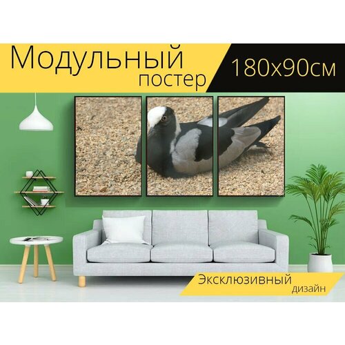 Модульный постер "Зоопарк, птица, голубь" 180 x 90 см. для интерьера
