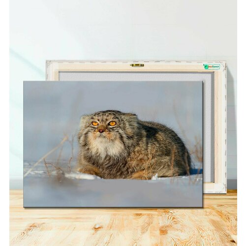 Картина на холсте для интерьера Манул, палласов кот, дикие животные (10) 30х40