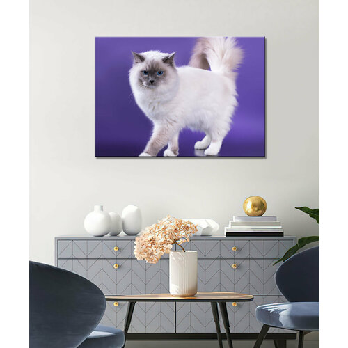 Картина - кошка, рэгдолл, домашняя кошка, ласковая кошка, кот (256) 40х60