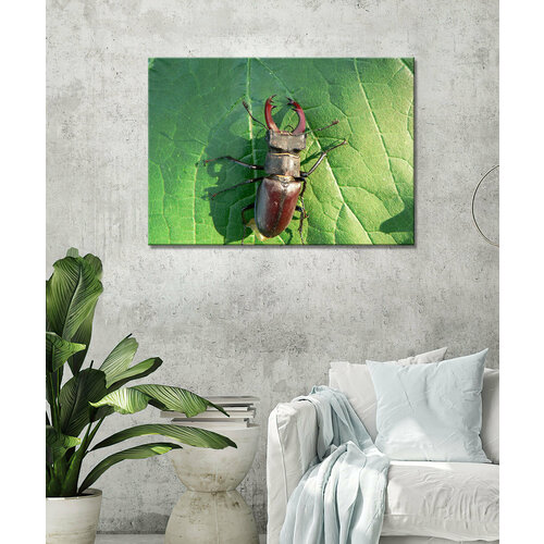 Картина - жук-олень, жук, жук с рогами, крупный жук, природа, макро (2) 20х30