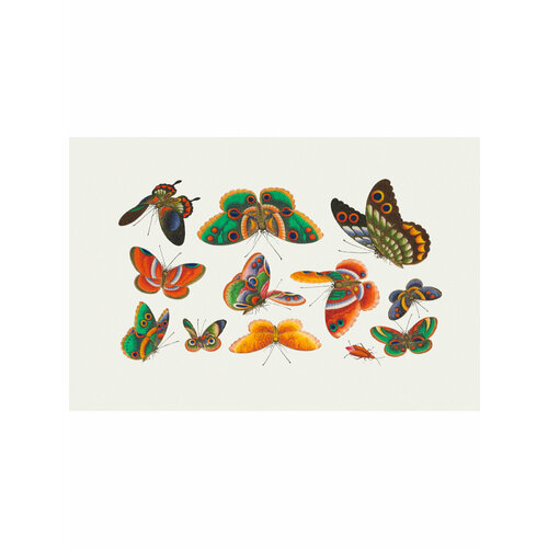 Плакат, постер на бумаге Яркие бабочки. Размер 30 х 42 см