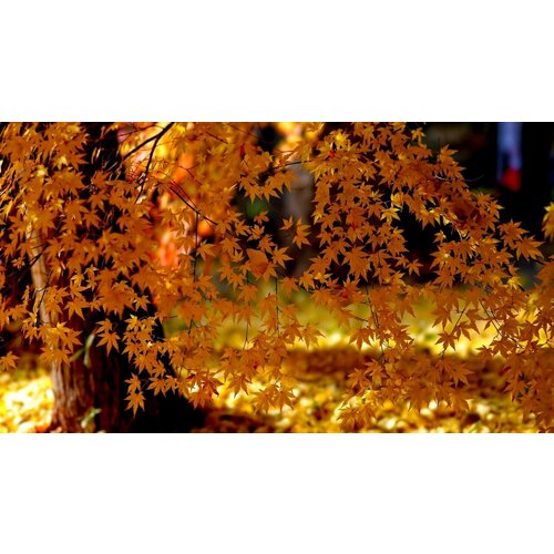 Картина на холсте 60x110 LinxOne "Осень Ветки Много Клён Листья" интерьерная для дома / на стену / на кухню / с подрамником
