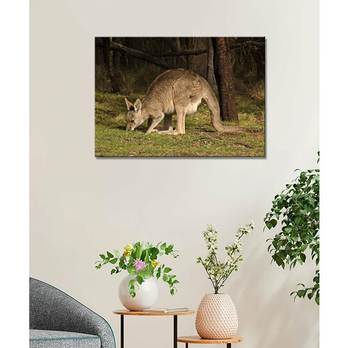 Картина - кенгуру, кенгуру в природе, большой кенгуру, кенгуру на траве (4) 20х30
