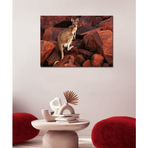 Картина - кенгуру, маленький кенгуру, кенгуру на камнях (23) 40х60