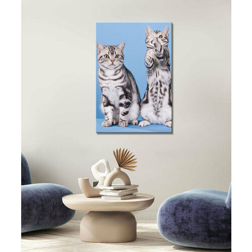 Картина - кошка, американская короткошёрстная кошка, домашняя кошка, ласковая кошка, кот (208) 20х30