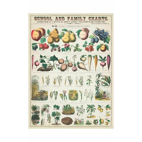 Плакат, постер на бумаге Карта плодовых растений. Размер 21 х 30 см