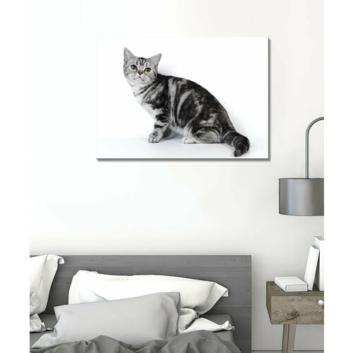 Картина - кошка, американская короткошёрстная кошка, домашняя кошка, ласковая кошка, кот (199) 20х30