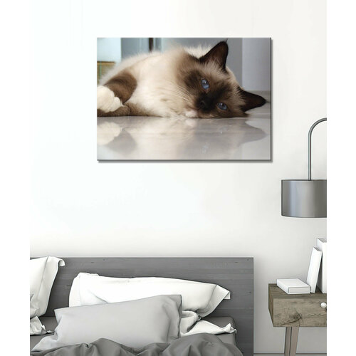 Картина - бирманская кошка, кот, белая шерсть, пушистая кошка, ласковая кошка (26) 50х70
