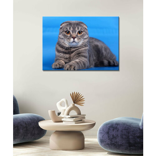Картина - кошка, шотландская вислоухая кошка, домашняя кошка, ласковая кошка, кот (237) 40х60