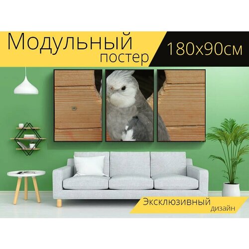 Модульный постер "Попугай, корелла, птица" 180 x 90 см. для интерьера
