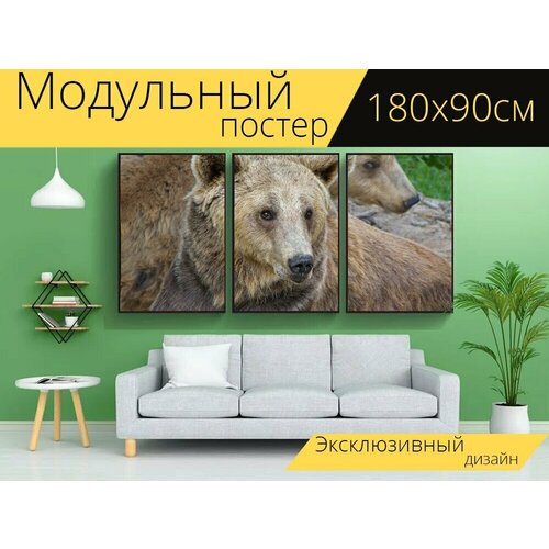 Модульный постер "Бурый медведь, портрет, медсестра" 180 x 90 см. для интерьера