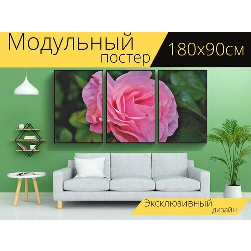 Модульный постер "Роза, садовая роза, цвести" 180 x 90 см. для интерьера
