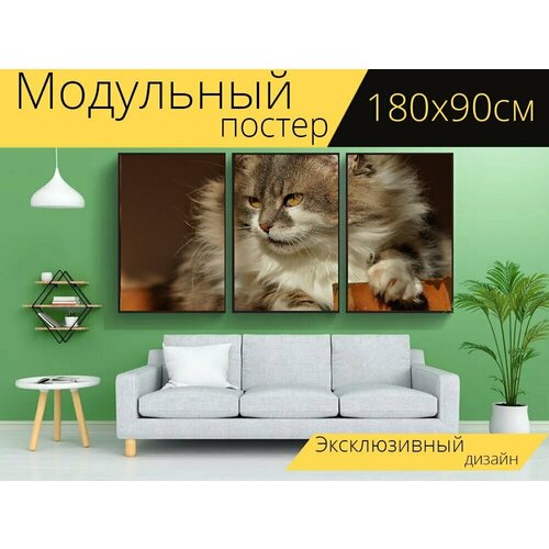 Модульный постер "Кот, пушистый, кошка" 180 x 90 см. для интерьера