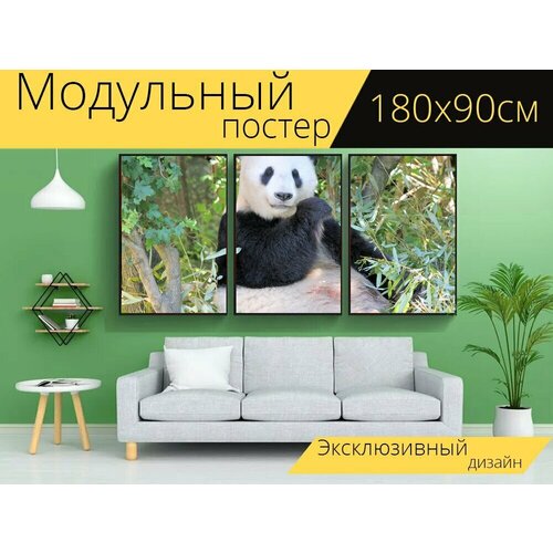 Модульный постер "Панда, сидя, бамбук" 180 x 90 см. для интерьера