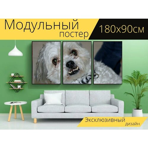 Модульный постер "Шитцу, мальтийский, собака" 180 x 90 см. для интерьера
