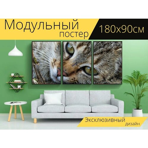 Модульный постер "Кот, лицо, глаза" 180 x 90 см. для интерьера