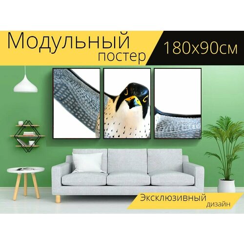 Модульный постер "Сапсан, сокол, птица" 180 x 90 см. для интерьера