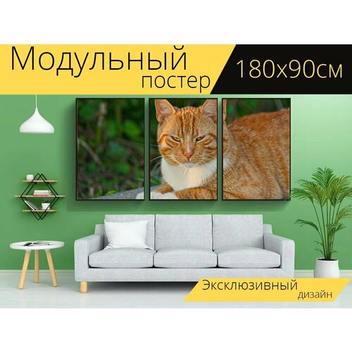 Модульный постер "Кошка, кошачий, кот том" 180 x 90 см. для интерьера