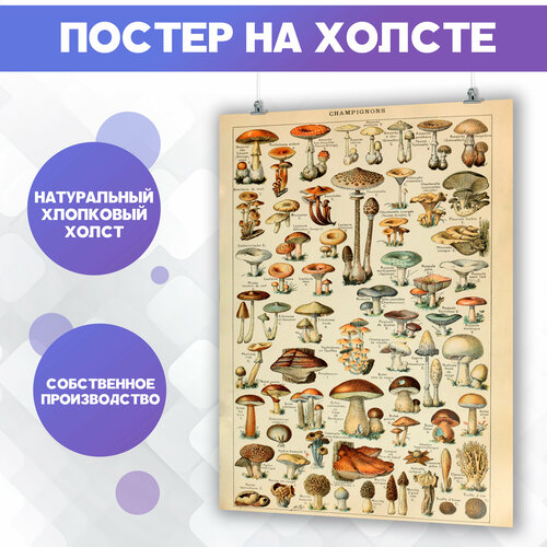 Постер виды грибов (3) 40х60 см