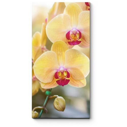 Модульная картина Чарующая орхидея 80x160