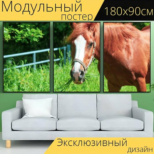 Модульный постер "Пони, езда на лошади, верховой езды пони" 180 x 90 см. для интерьера