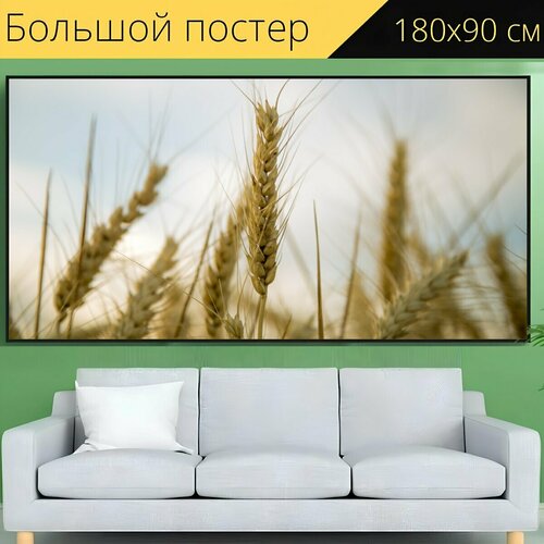 Большой постер "Пшеница, колосья пшеницы, красивый" 180 x 90 см. для интерьера