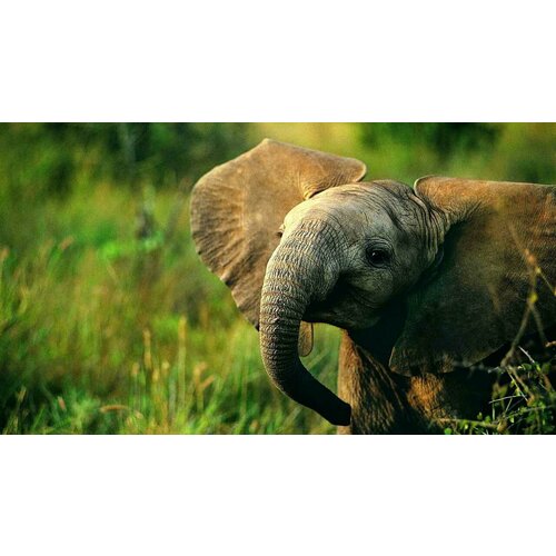 Картина на холсте 60x110 LinxOne "Слоненок слоны слоненя" интерьерная для дома / на стену / на кухню / с подрамником