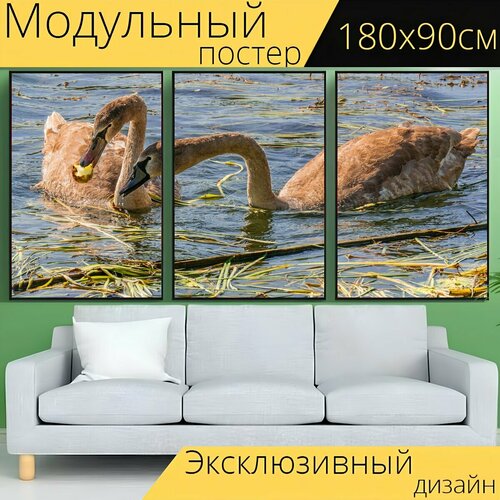 Модульный постер "Лебеди, водоплавающая птица, потомство" 180 x 90 см. для интерьера