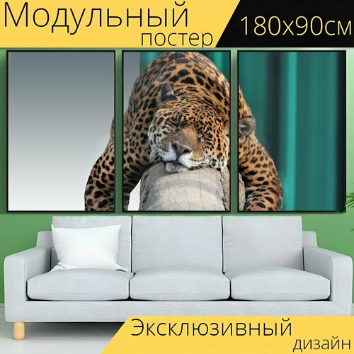 Модульный постер "Ягуар, кошачий, животное" 180 x 90 см. для интерьера
