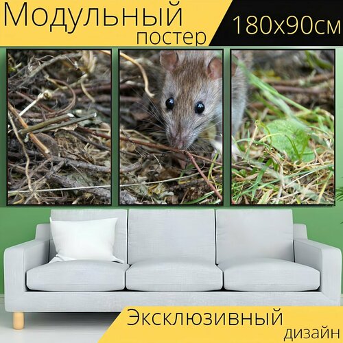 Модульный постер "Крыса, мышь, грызун" 180 x 90 см. для интерьера