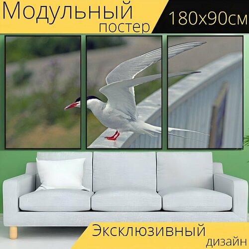 Модульный постер "Полярная крачка, крачка, птица" 180 x 90 см. для интерьера