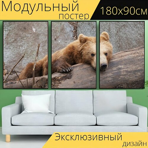 Модульный постер "Нести, зоопарк, бурый медведь" 180 x 90 см. для интерьера