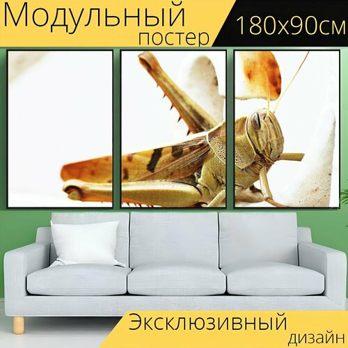 Модульный постер "Пустынная саранча, насекомое, сад" 180 x 90 см. для интерьера