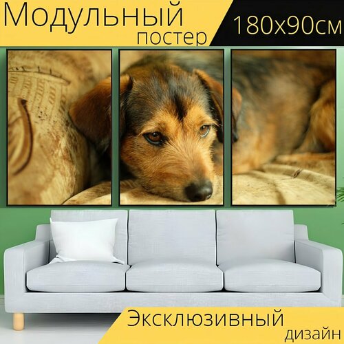 Модульный постер "Домашняя собака, животные, милый" 180 x 90 см. для интерьера