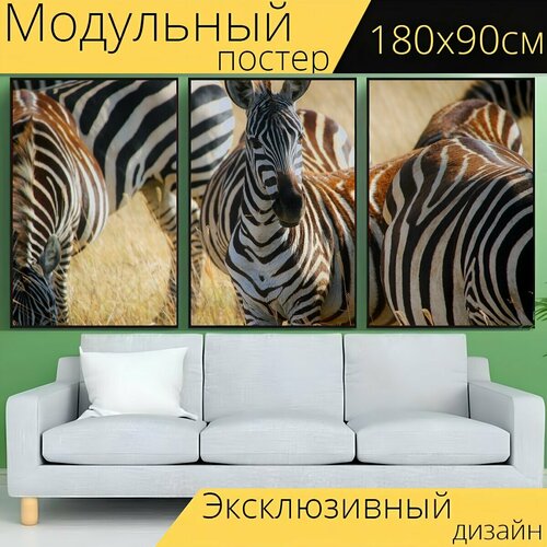 Модульный постер "Африка, зебры, стадо" 180 x 90 см. для интерьера