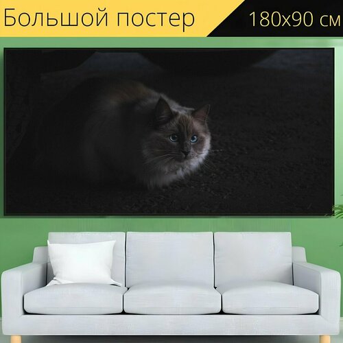 Большой постер "Кошка, животное, милый" 180 x 90 см. для интерьера