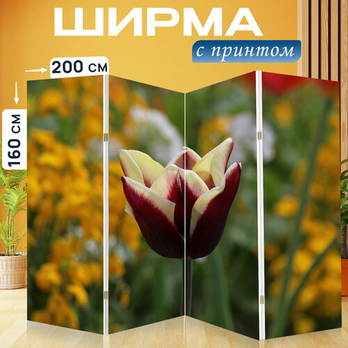 Ширма перегородка с принтом "Тюльпан, цветок, весна" на холсте - 200x160 см. для зонирования, раскладная