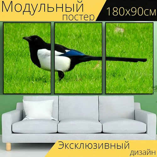 Модульный постер "Сорока, птица, животное" 180 x 90 см. для интерьера