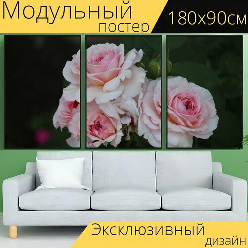 Модульный постер "Розы, блум, цветы" 180 x 90 см. для интерьера