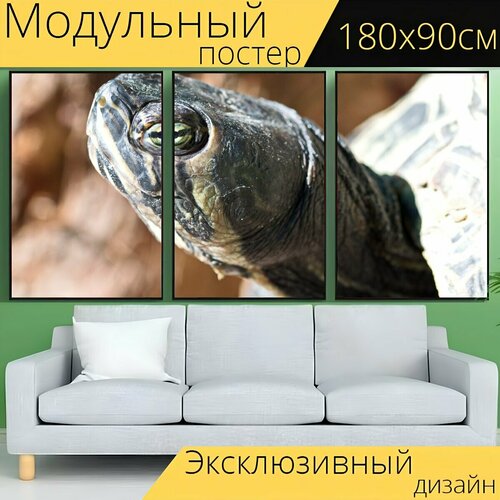 Модульный постер "Черепаха, почти, в голову" 180 x 90 см. для интерьера