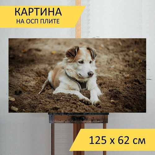 Картина на ОСП 125х62 см. "Собака, собачий, красивая" горизонтальная, для интерьера, с креплениями
