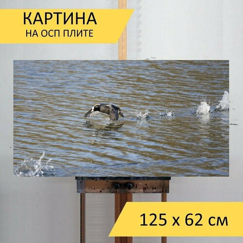 Картина на ОСП 125х62 см. "Лысуха, утка, водоплавающая птица" горизонтальная, для интерьера, с креплениями