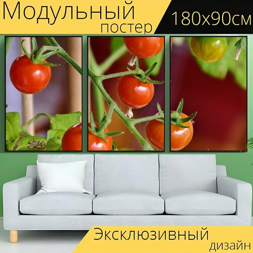 Модульный постер "Помидоры, коктейльные помидоры, красный" 180 x 90 см. для интерьера