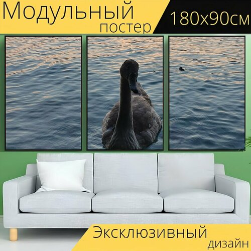 Модульный постер "Лебедь, черный лебедь, озеро" 180 x 90 см. для интерьера