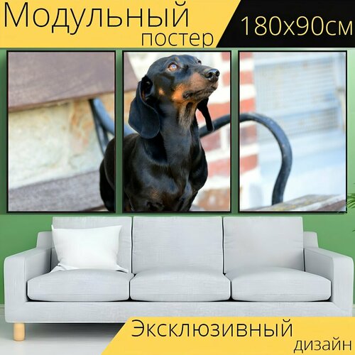 Модульный постер "Такса, собака, грубый" 180 x 90 см. для интерьера
